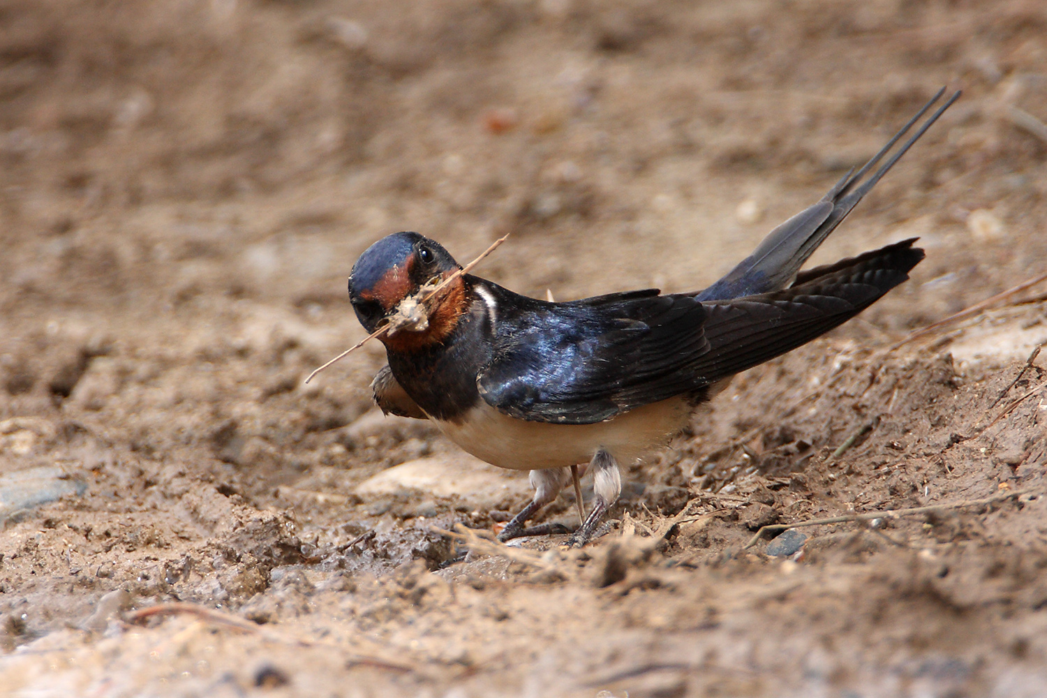 Early feathered signs of spring - BirdLife Cyprus