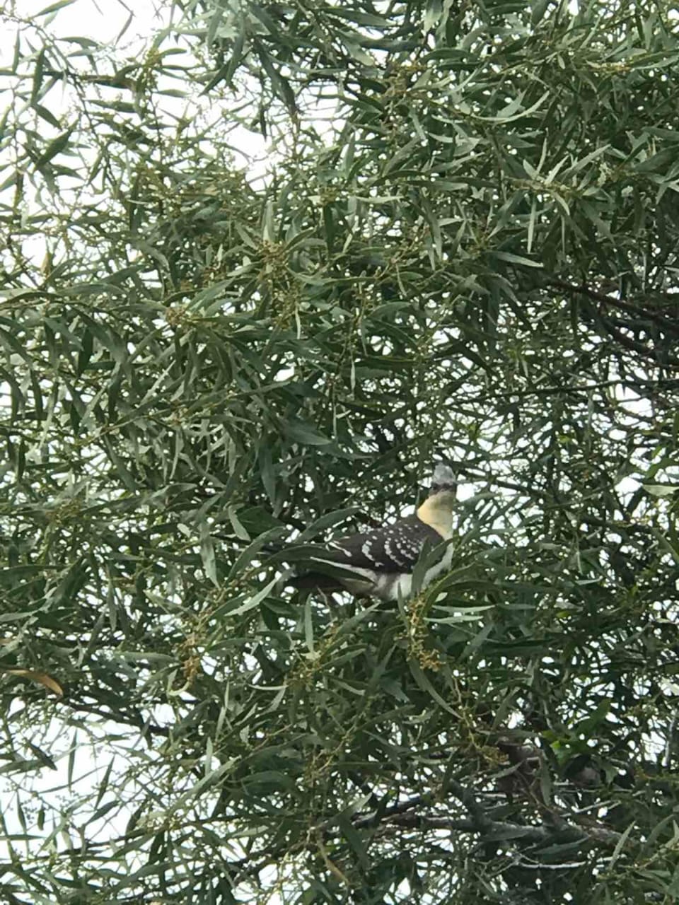 Early feathered signs of spring - BirdLife Cyprus