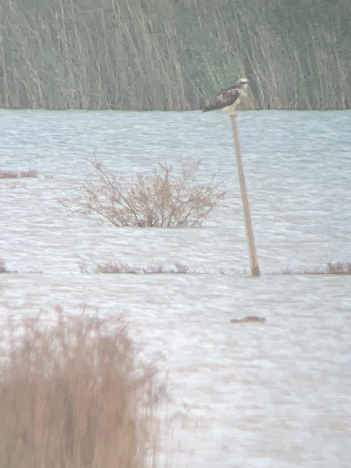 Early feathered signs of spring - BirdLife Cyprus