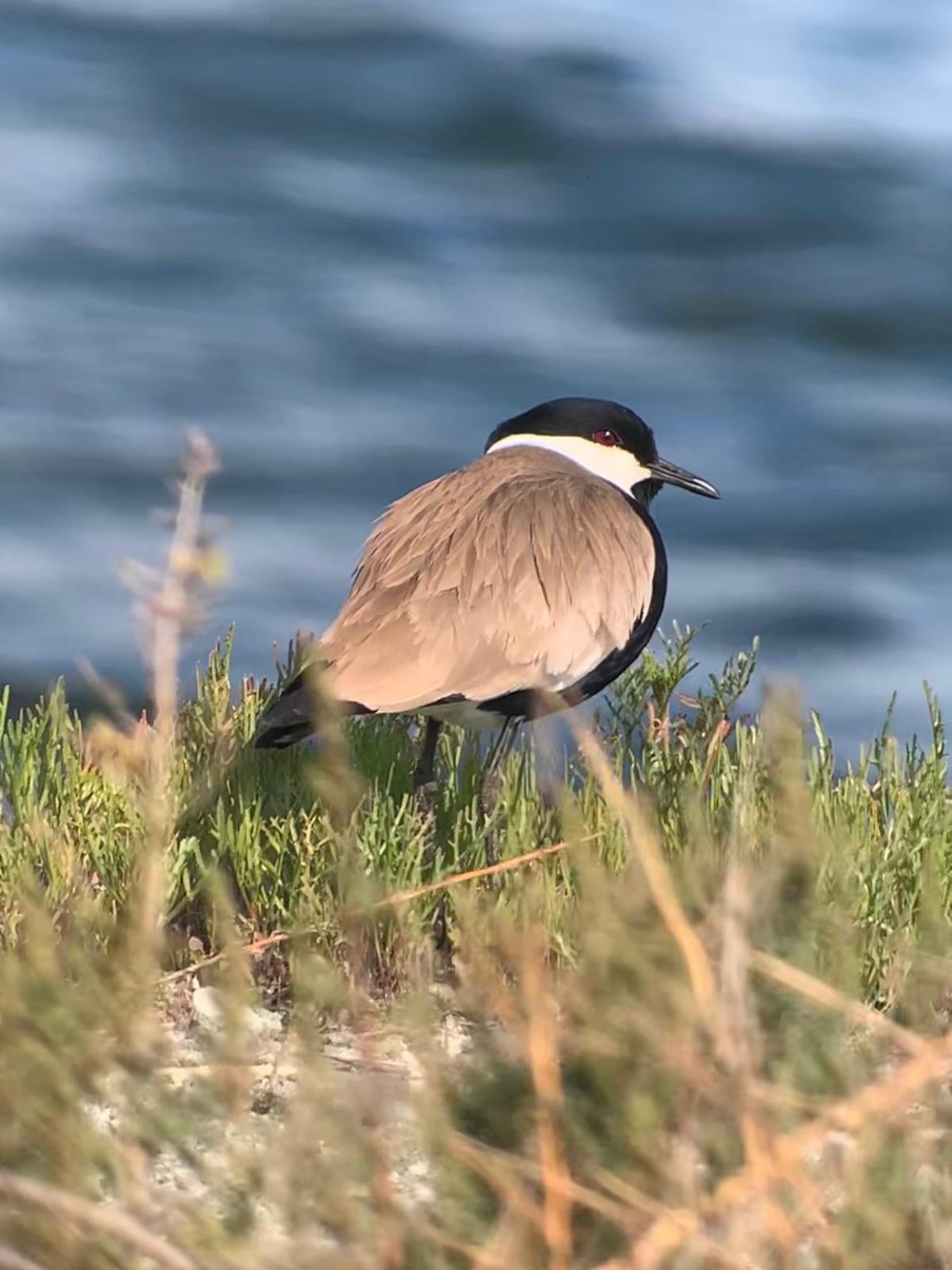 Events – BirdLife Cyprus