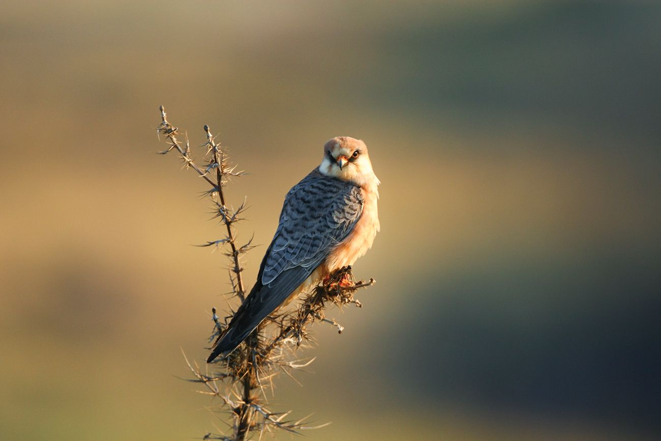 Karpasia Peninsula - BirdLife Cyprus