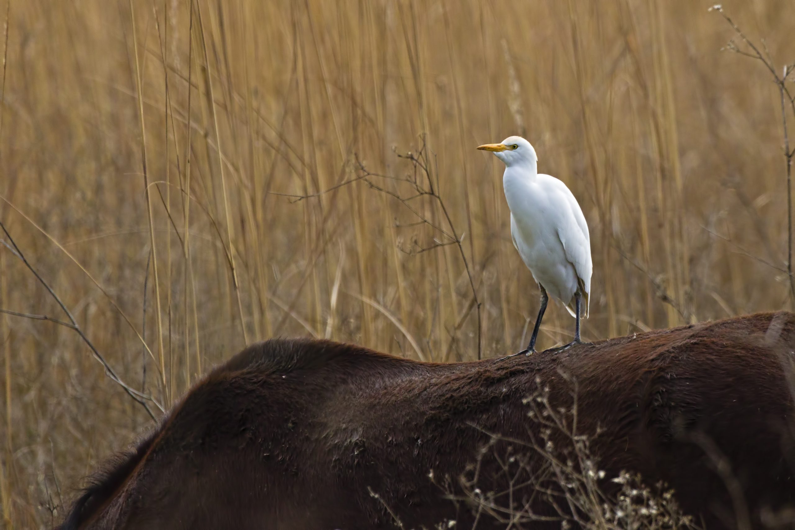Habitat restoration and wise use for Akrotiri and Cape Pyla - BirdLife ...