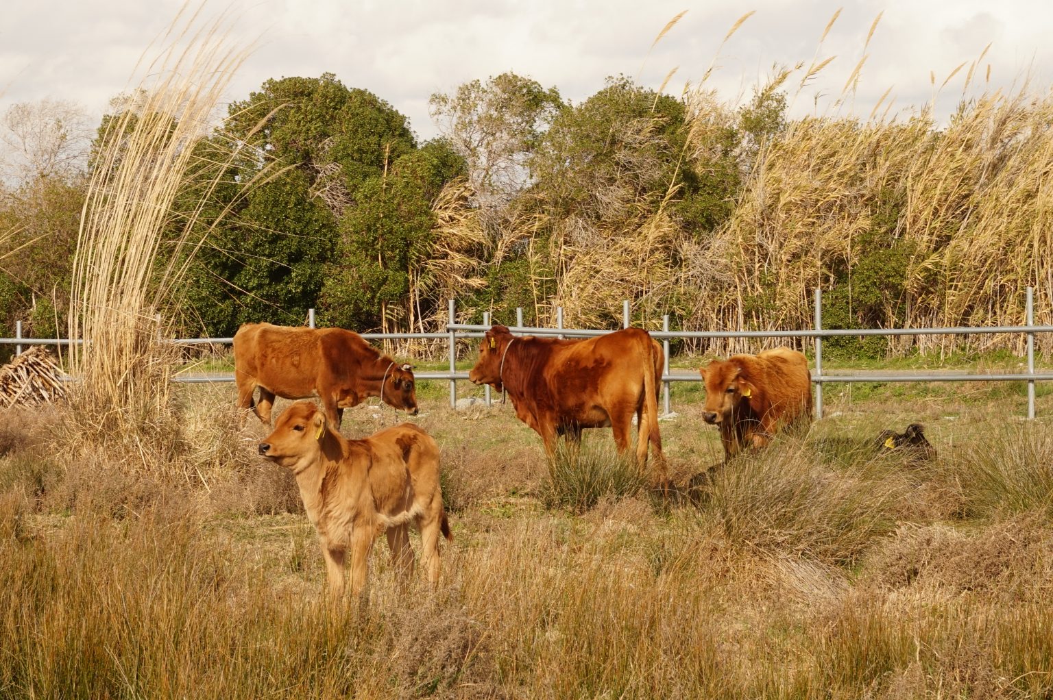 Habitat restoration and wise use for Akrotiri and Cape Pyla - BirdLife ...