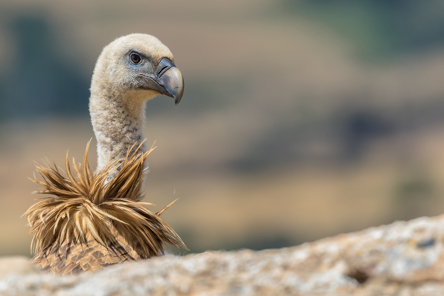Four Griffon Vulture pairs already active this breeding season ...