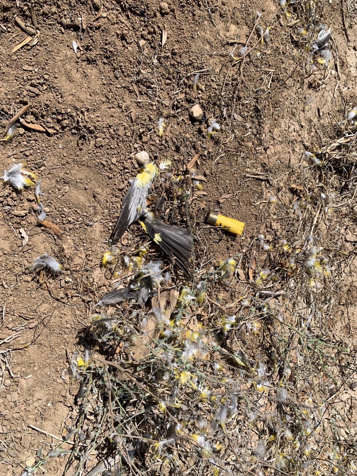 Another year of illegal bird slaughter at Lake Soros, Meneou – BirdLife ...