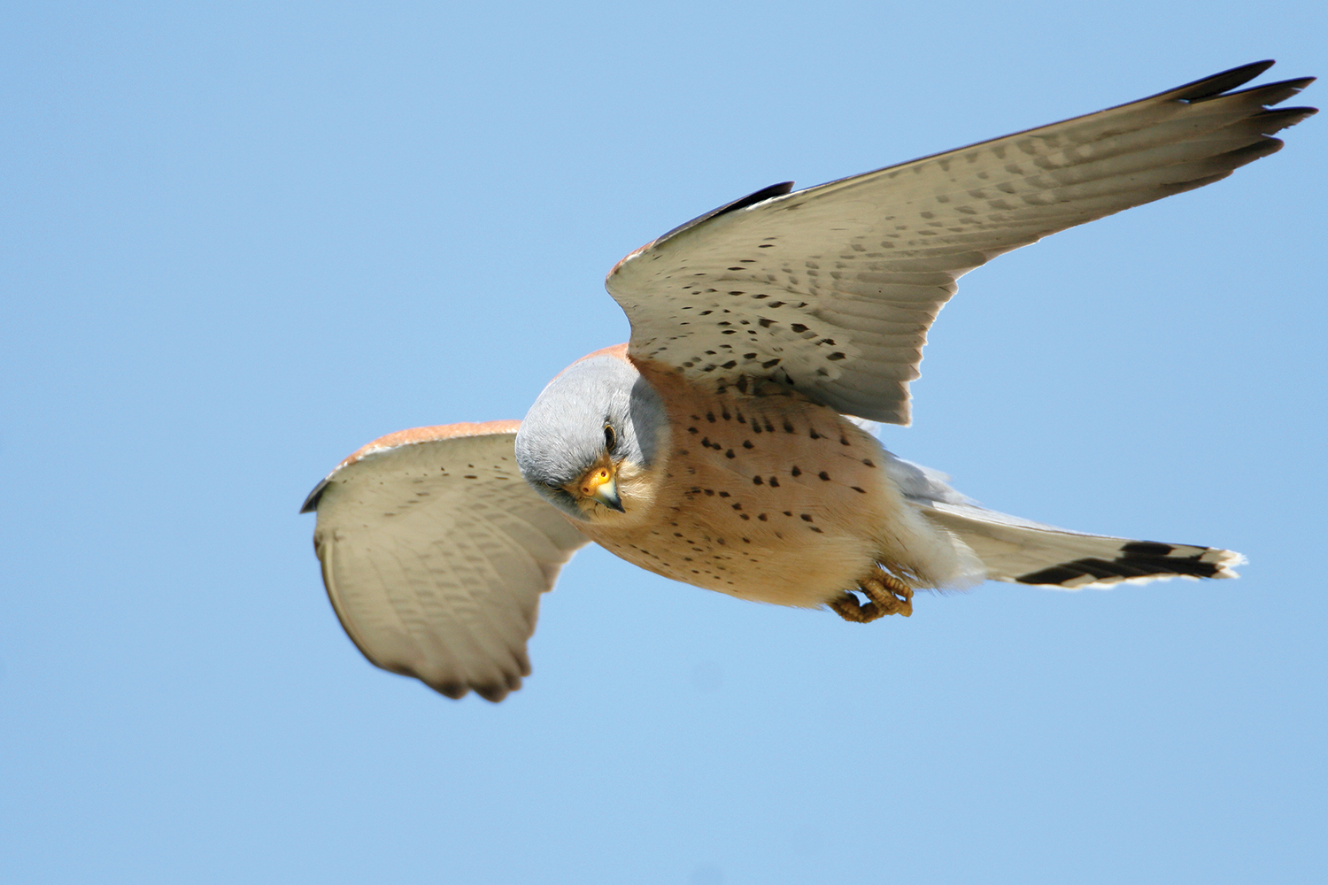 Five raptors to watch out for this autumn - BirdLife Cyprus