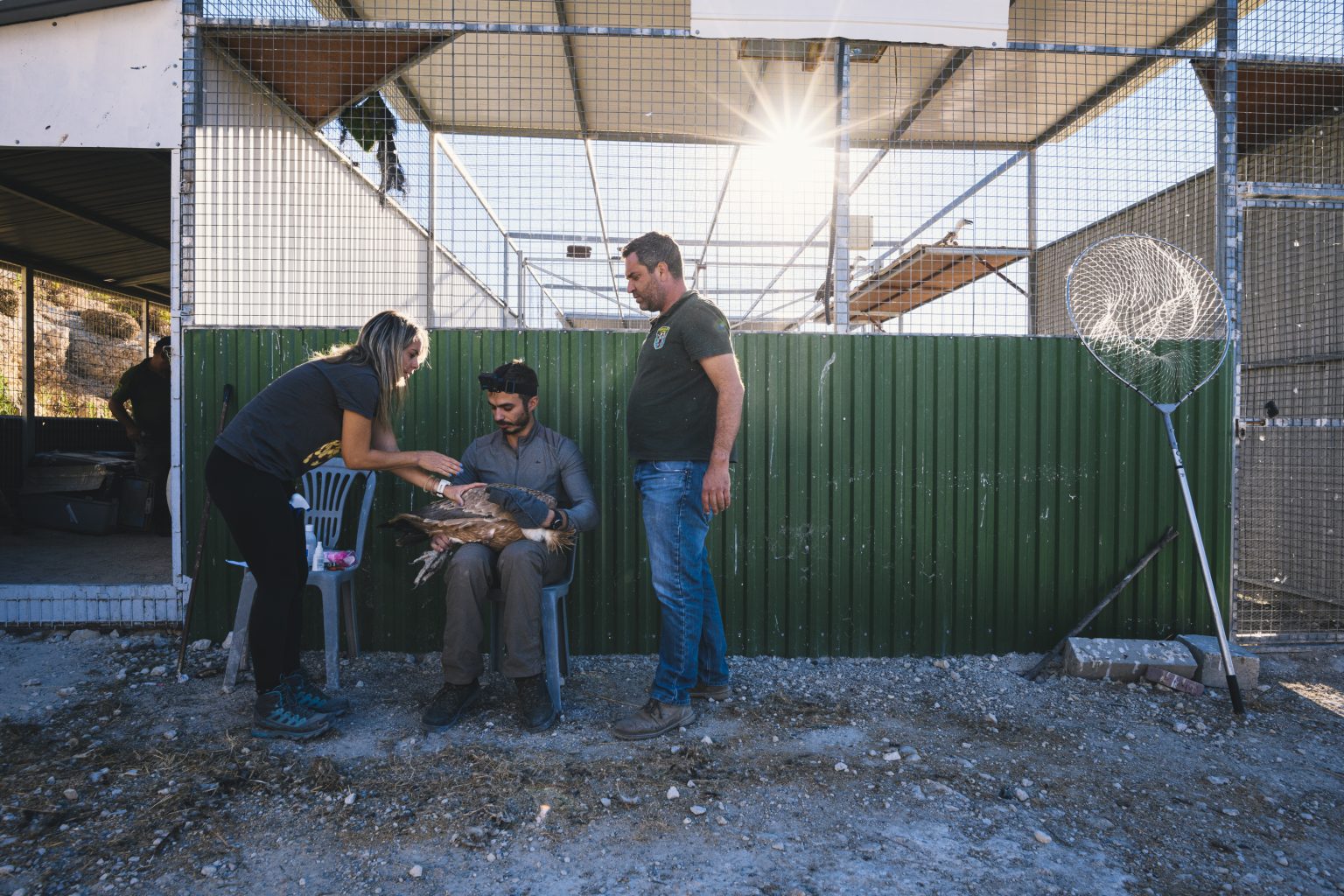 First vultures from Spain released in Cyprus - BirdLife Cyprus