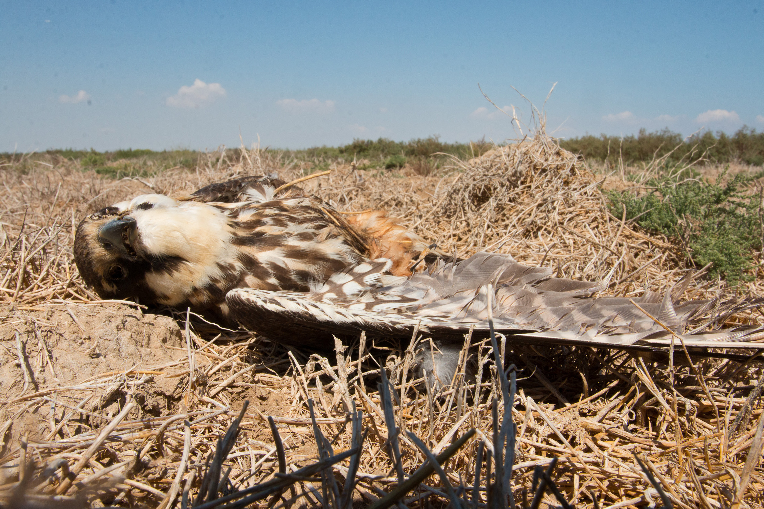 Illegal bird killing: the darker side of Cyprus - BirdLife Cyprus