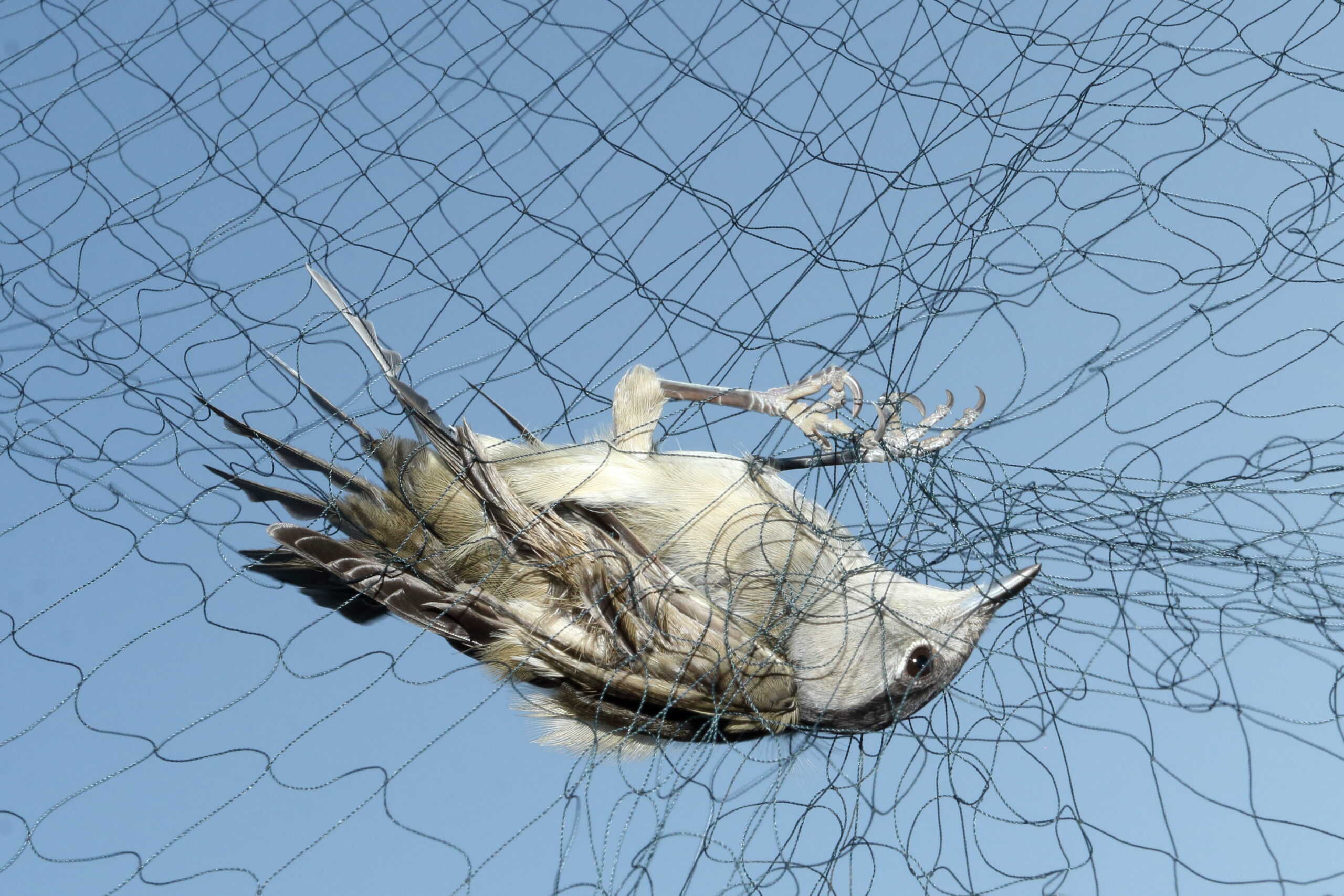 Illegal bird killing: the darker side of Cyprus - BirdLife Cyprus