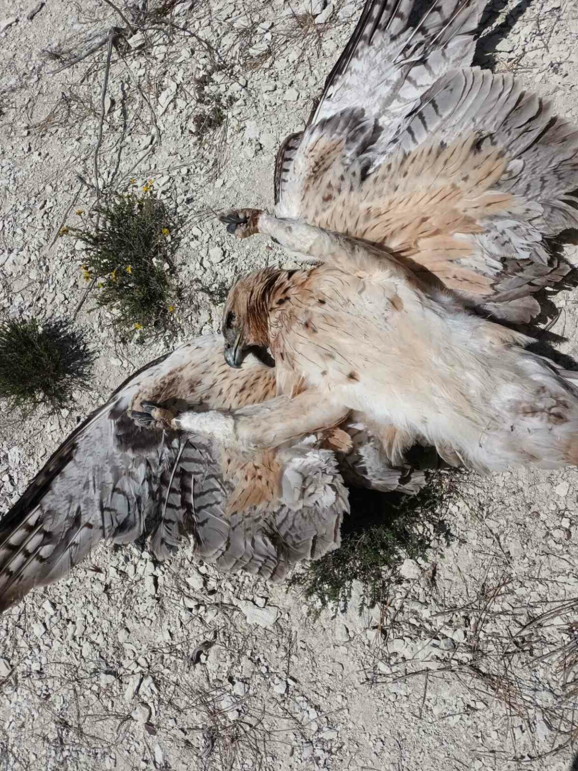 A first for Cyprus: €21,000 fine imposed for wildlife poisoning ...