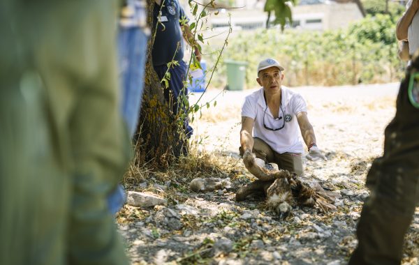 Iconic birds of prey fall victim to reckless shooting - BirdLife Cyprus